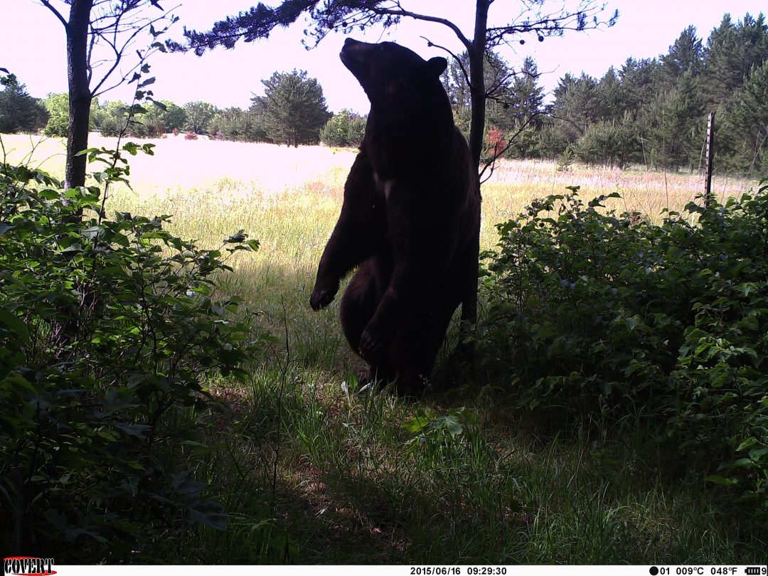 Bernie Barringer’s Minnesota Bear Hunting | Quality bear hunting in ...