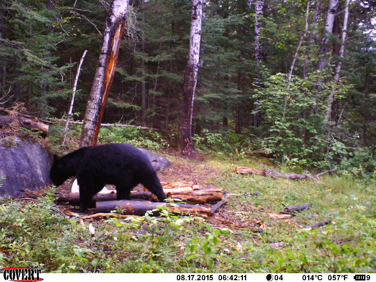 Bernie Barringer’s Minnesota Bear Hunting | Quality bear hunting in ...