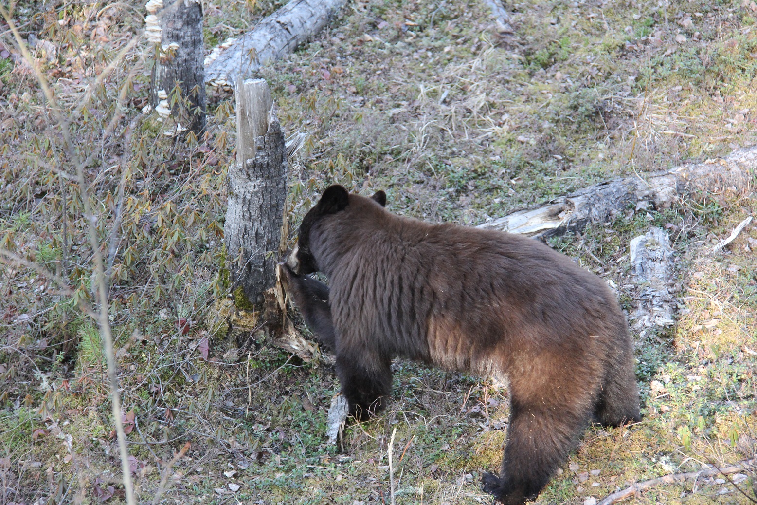 Bernie Barringer’s Minnesota Bear Hunting | Quality bear hunting in ...
