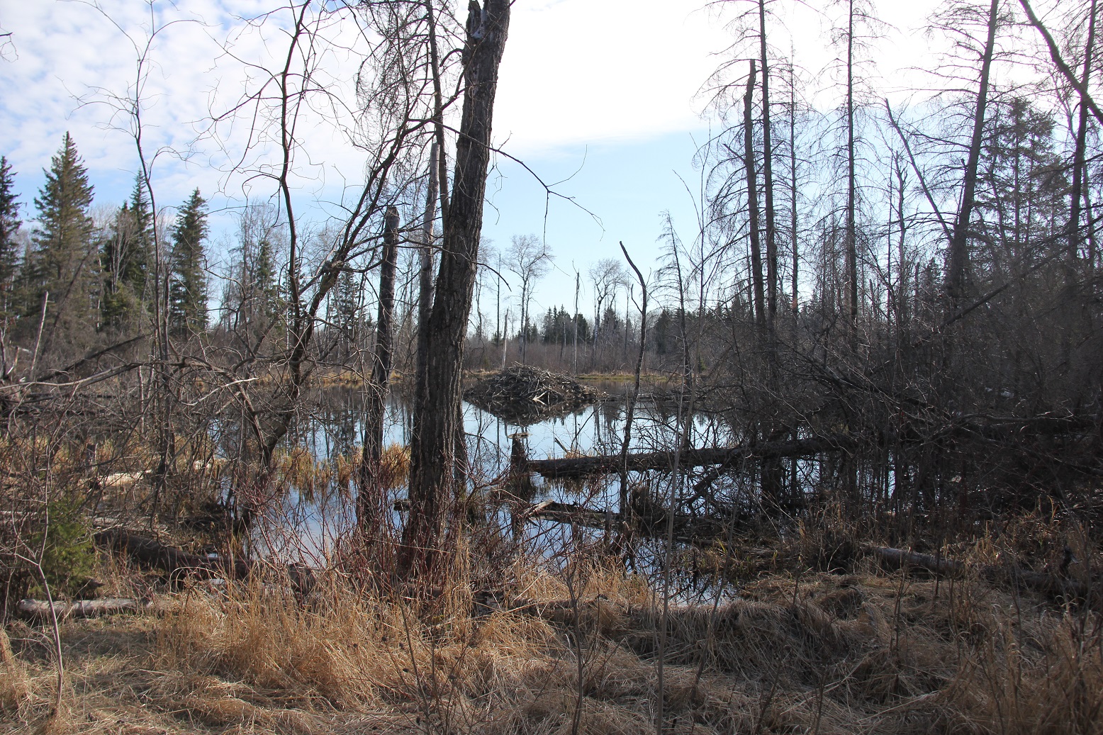 Bernie Barringer’s Minnesota Bear Hunting | Quality bear hunting in ...