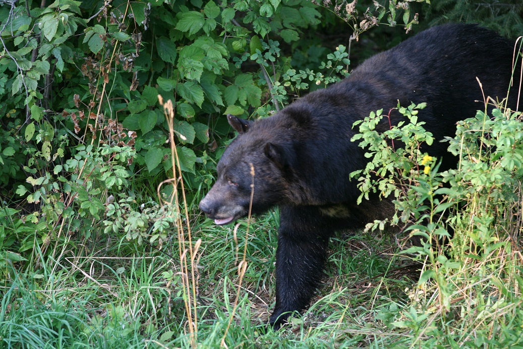 Bernie Barringer’s Minnesota Bear Hunting | Quality bear hunting in ...