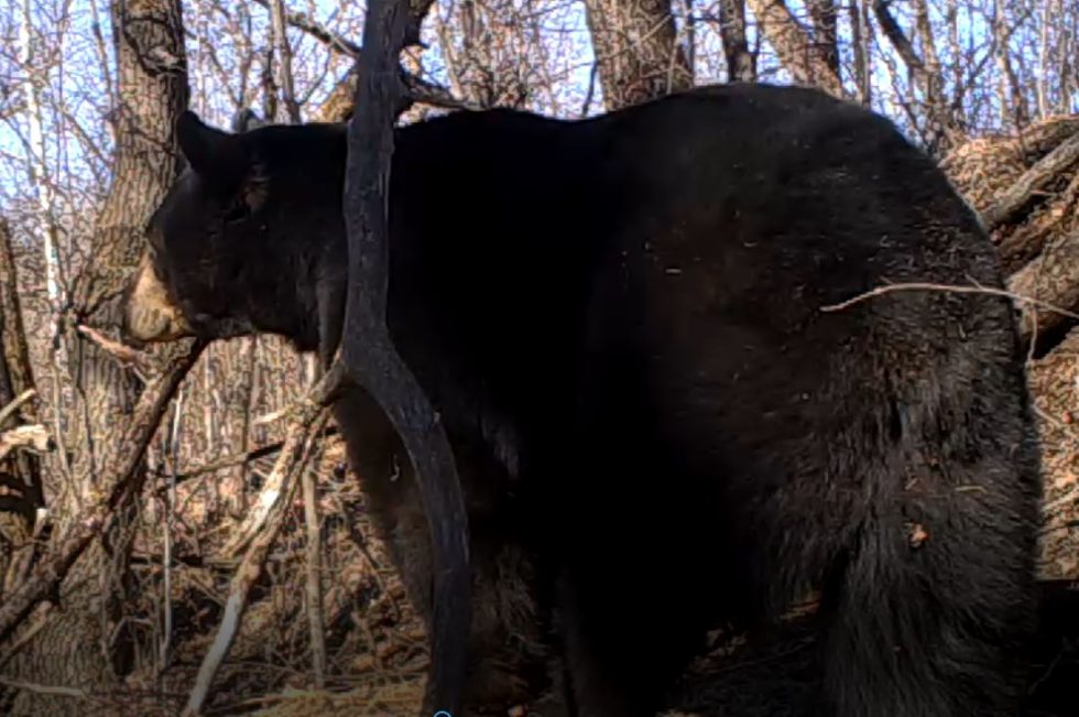 Bernie Barringer’s Minnesota Bear Hunting | Quality bear hunting in ...